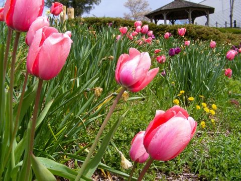 Door County in Bloom: 25 Must-See Spring Photo Spots | Door County ...